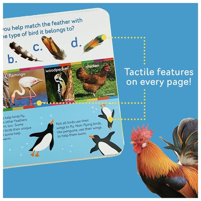 Birds: Feathers, Eggs, And Beaks | Jomla.ae