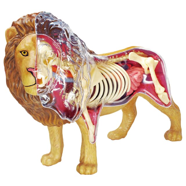 Order Chap Mei - 4D Lion Anatomy - Brown Now! | Jomla.ae