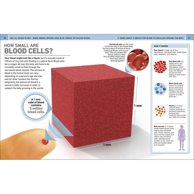 Order It Can't Be True! Human Body! - Book Now! | Jomla.ae