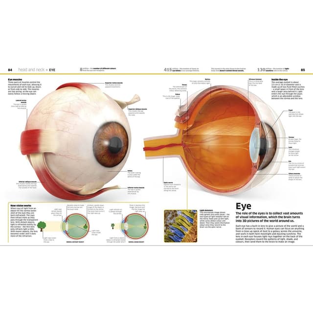 Order Knowledge Encyclopedia Human Body - Book Now! | Jomla.ae
