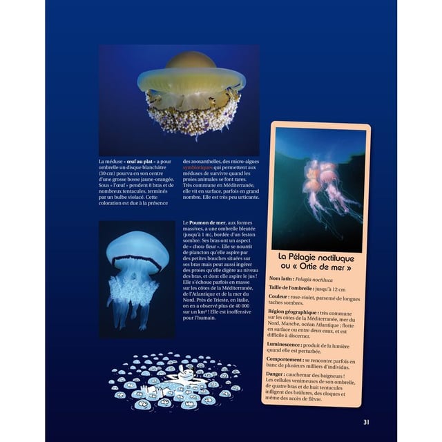 Order Jellyfish, These Strange Animals - Book Now! | Jomla.ae